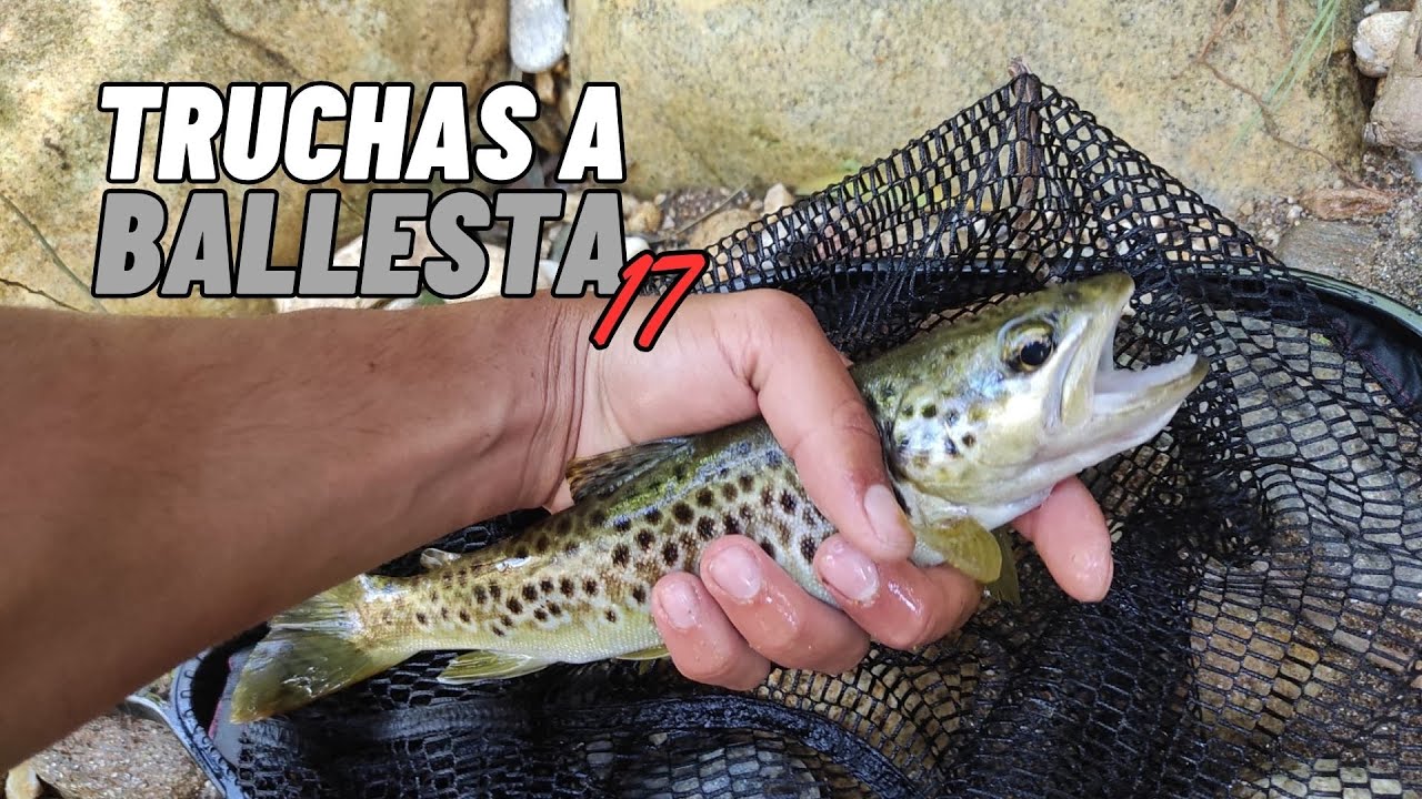 Pesca de truchas en un precioso río gallego | Galicia 2023 - YouTube