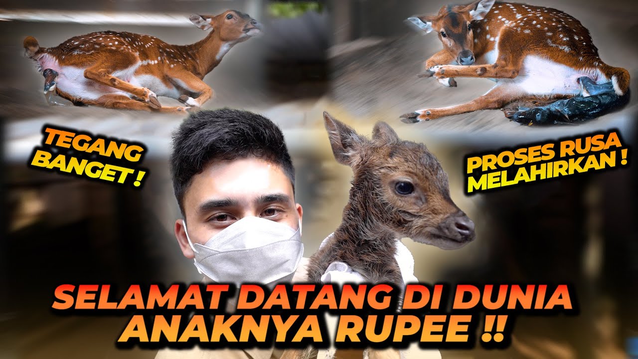 RUPEE LAHIRAN !! BEGINI PROSES RUSA MELAHIRKAN TEGANG BANGET !! AXIS ...