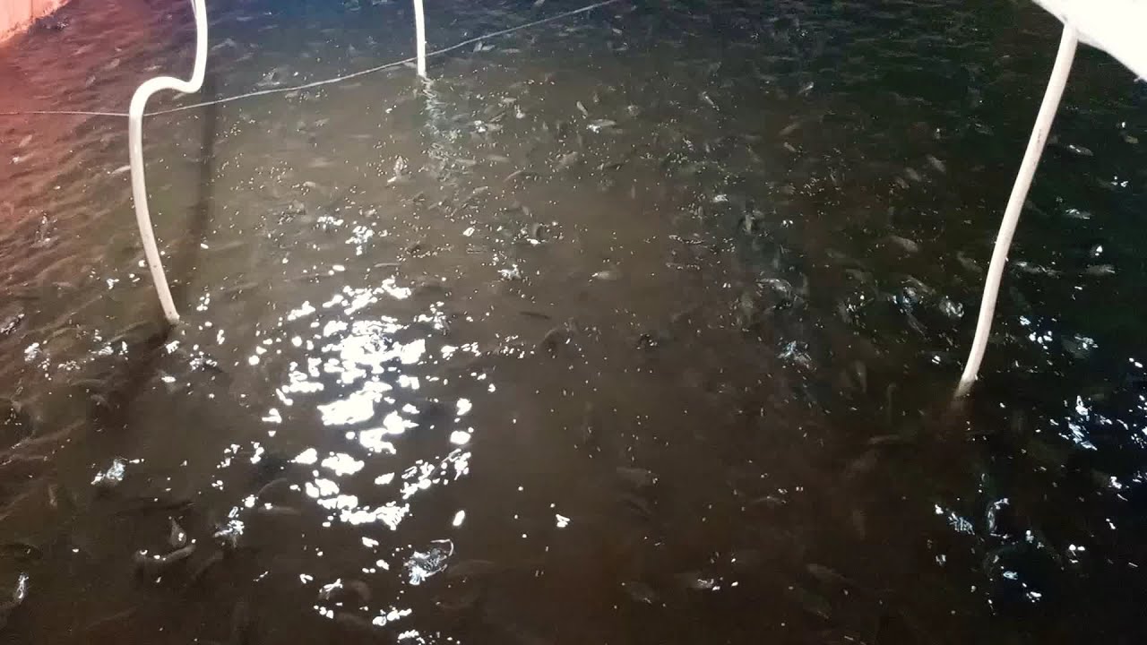 Sopno Tory Motso Khamar - YouTube