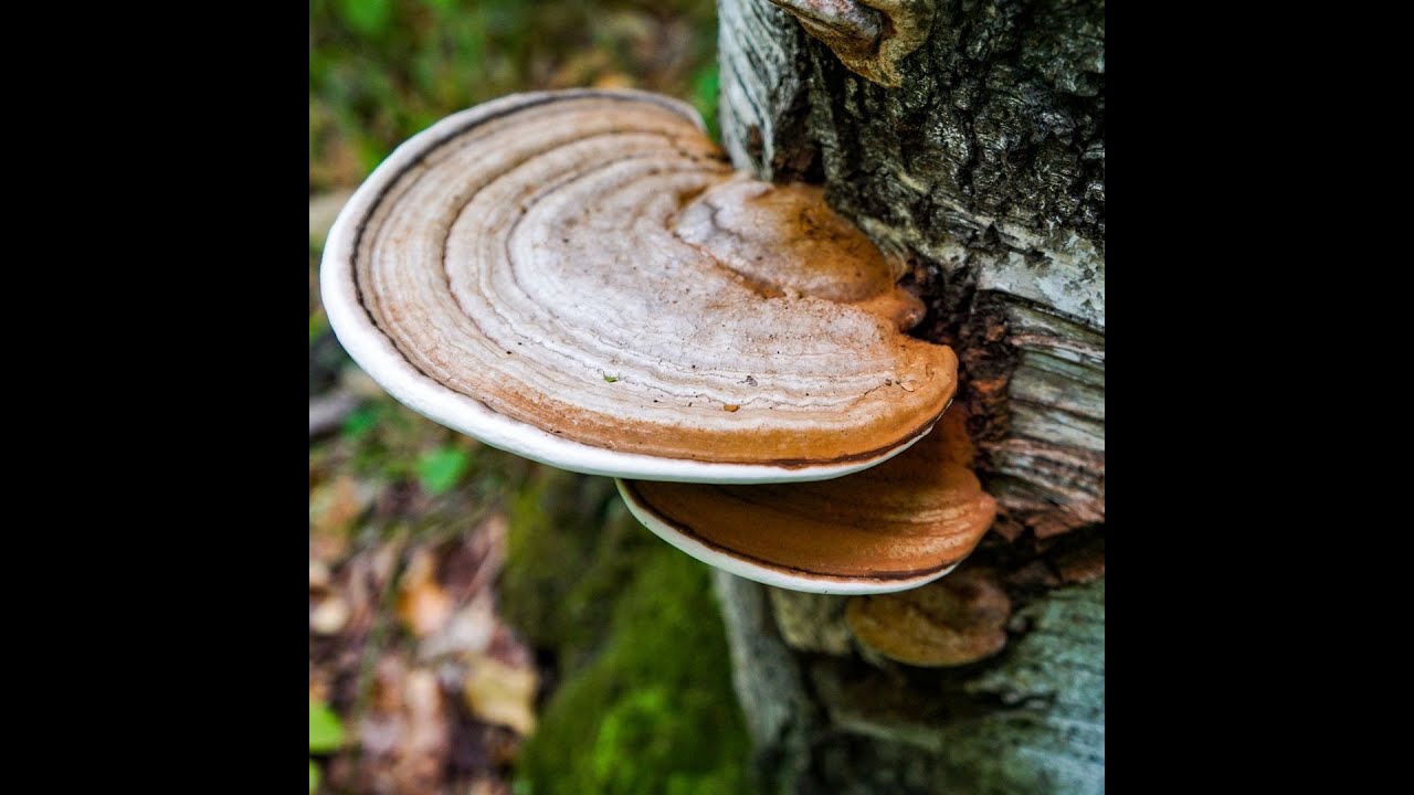 CHAGA AND LIONS MANE BENEFITS - YouTube