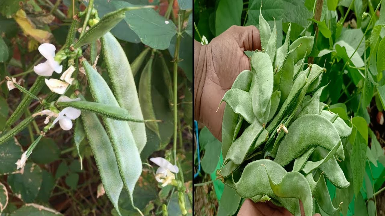 செடி அவரை விதைப்பு முதல் அறுவடை வரை || Growing Lablab Beans from seeds ...