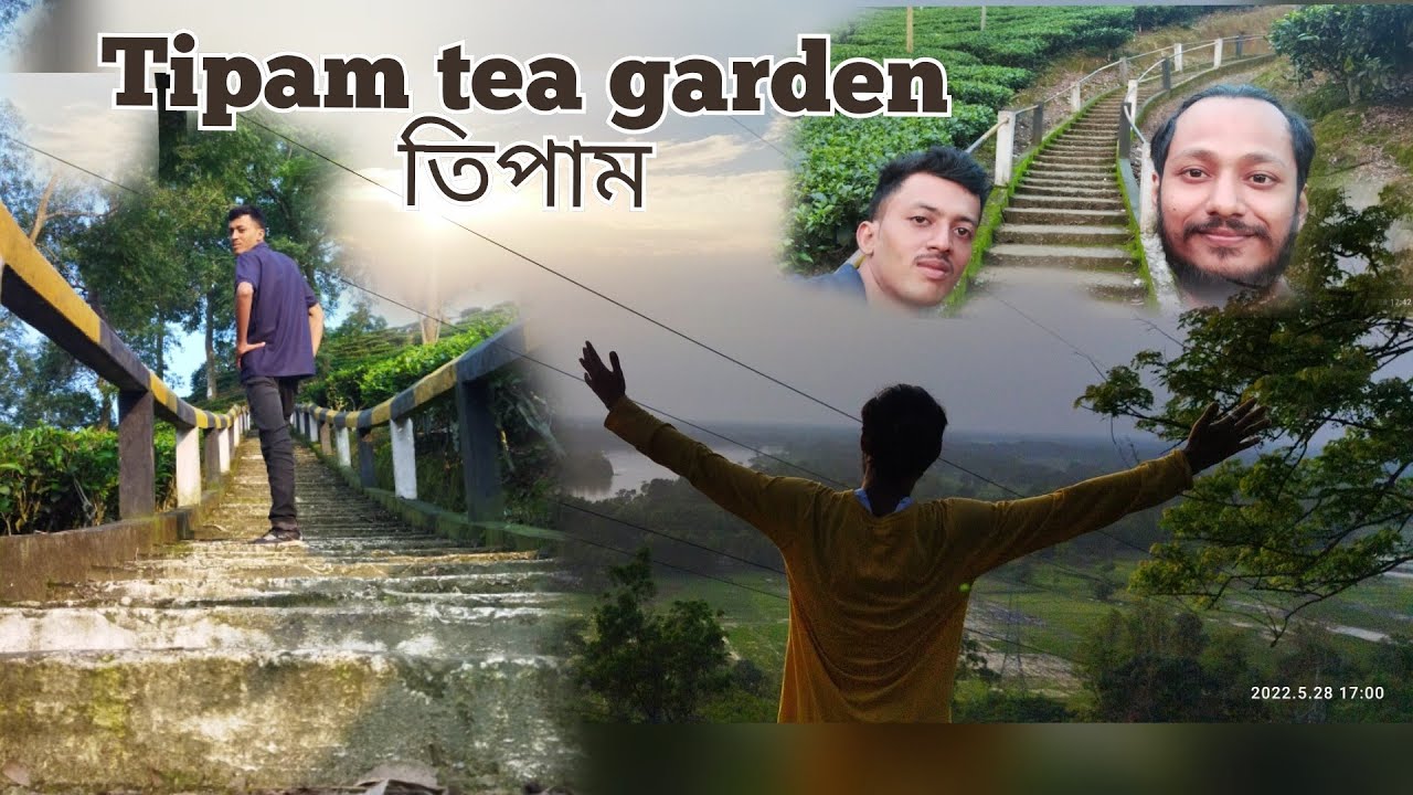 tipam tea garden // তিপাম // assam tea garden - YouTube