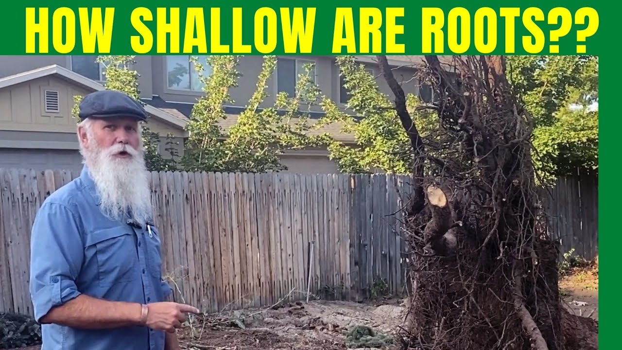 How Shallow Are Tree Roots? - YouTube