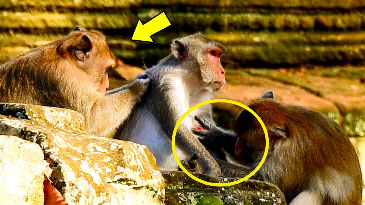 OH No No !! Jane Monkey Look So Satisfy When Aesop Monkey Steal Her ...