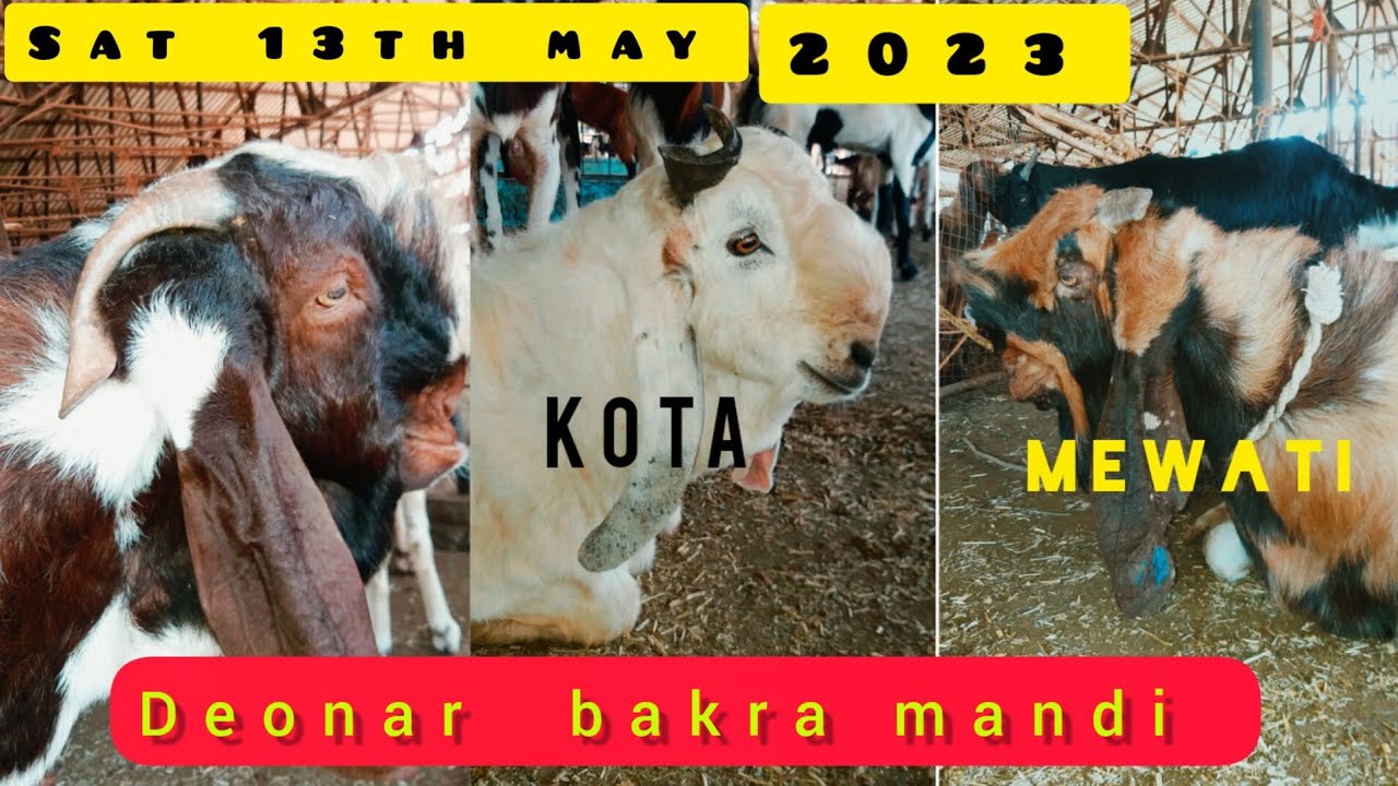 Deonar bakra mandi | update | saturday | 2023 |13th may | kota goat ...