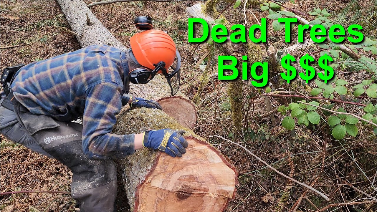 Money From Dead Trees! Salvage Logging - YouTube