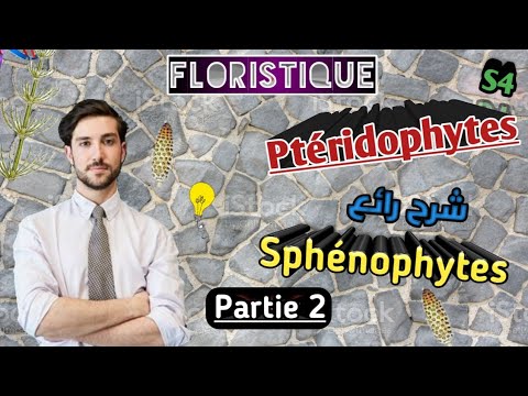 Floristique en Arabe, Ptéridophytes (Partie 2 des Sphénophytes) en ...