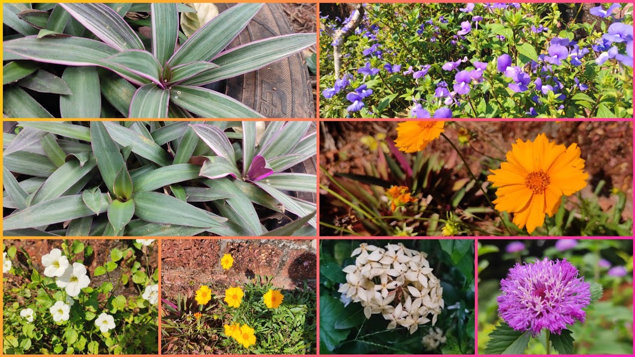Easy growing plants without fertilizer - YouTube