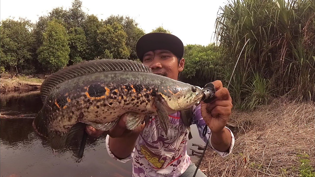 Toman batik (toman bunga/kerandang) penghuni sungai air hitam ...