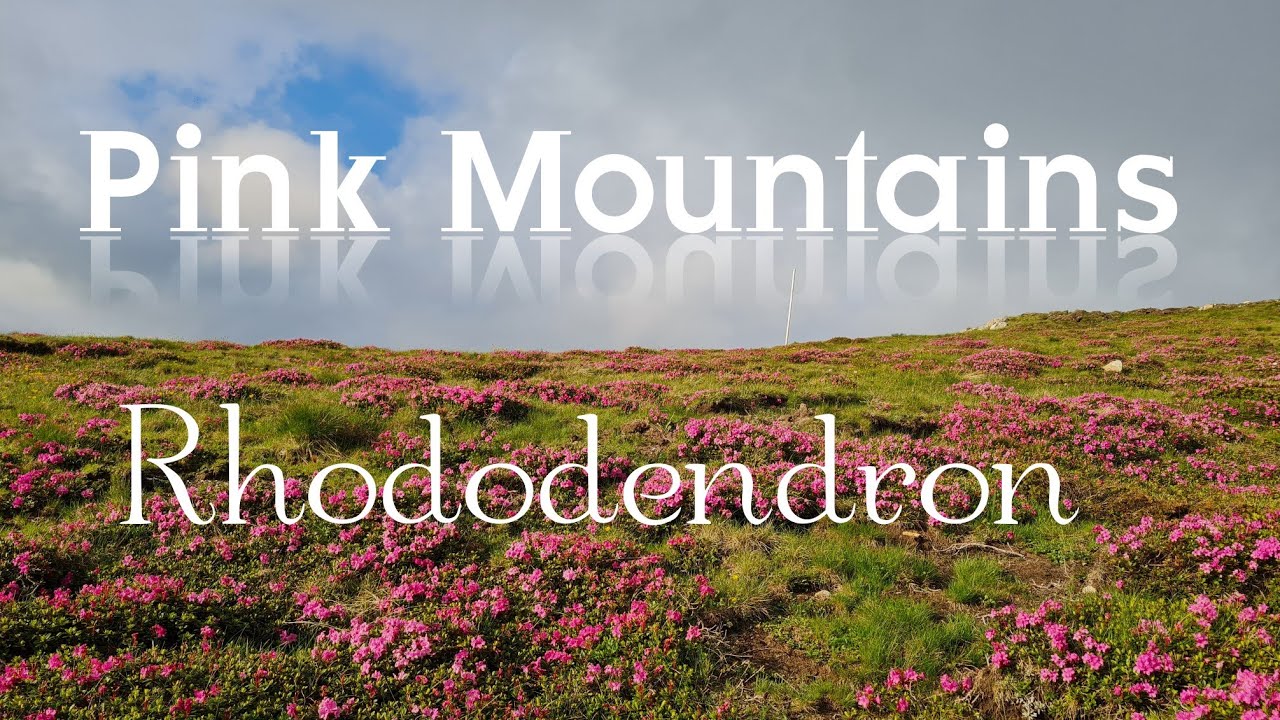 Rhododendron Heaven - Vf Furnica - Bucegi Mountains | New 2023 - YouTube
