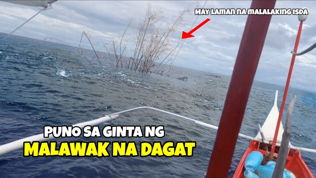 MALAKING PUNO NG KAWAYAN SA GITNA NG KARAGATAN | PUNO NG TANIGUE AT IBA ...
