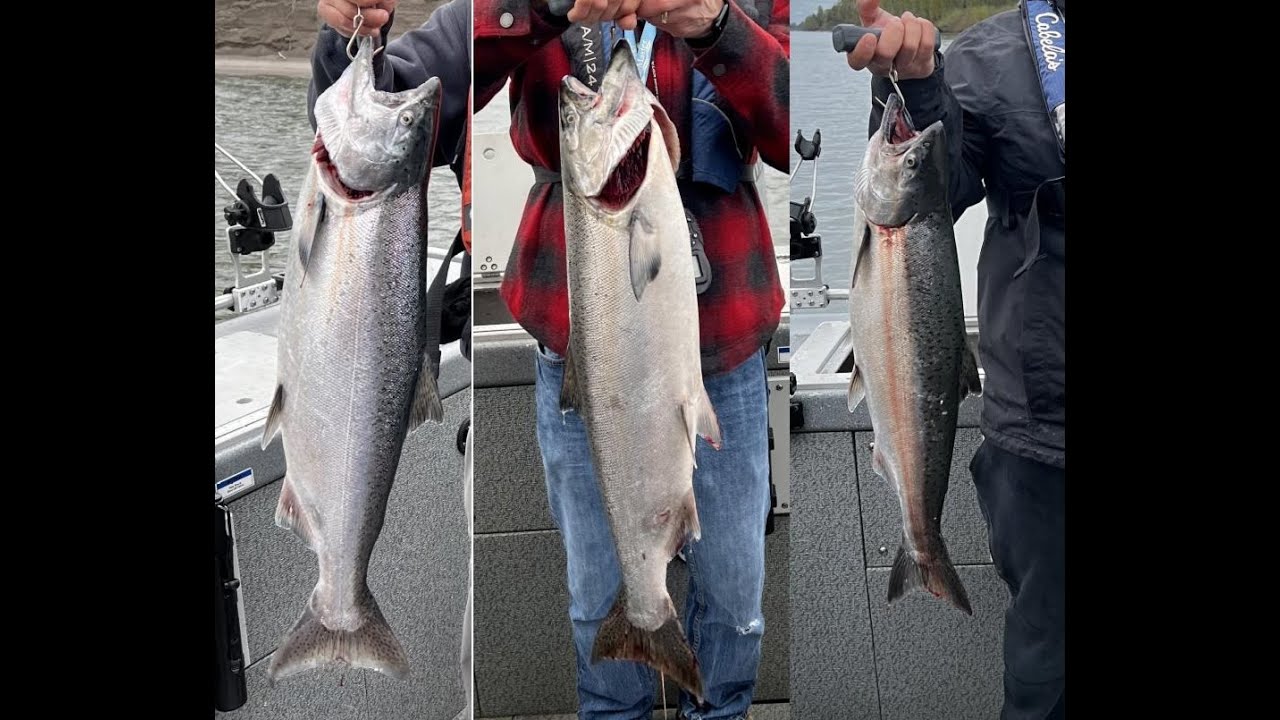 Columbia River Spring Chinook Salmon Fishing Success with Tips! - YouTube