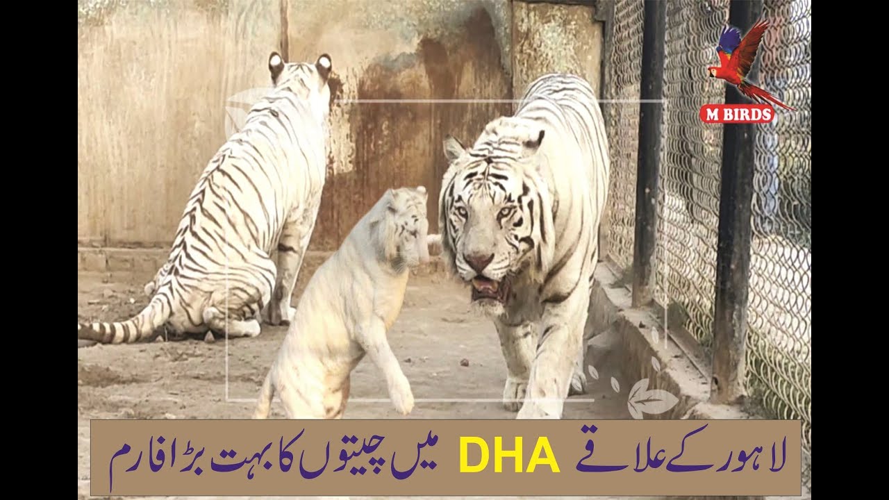Biggest Tiger Farm In DHA Lahore | Faizi Wildlife Farm | Pakistan - YouTube