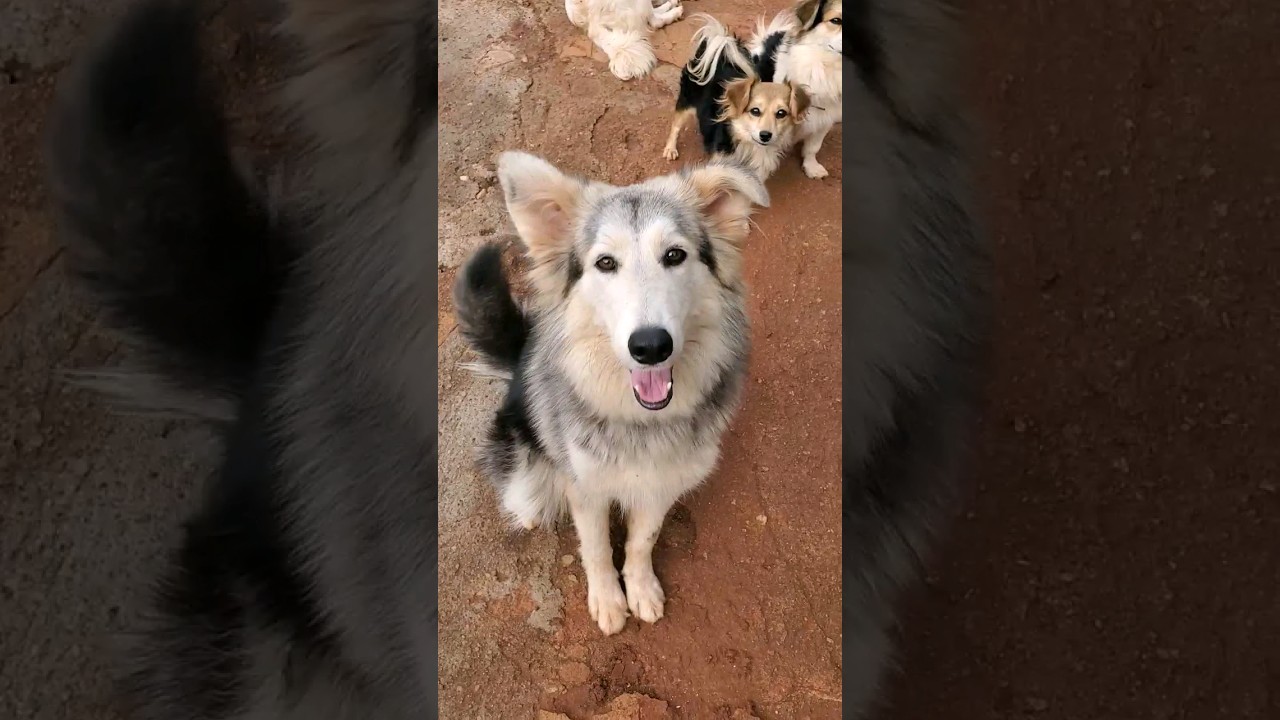 #2 The Rascals #dogs - YouTube