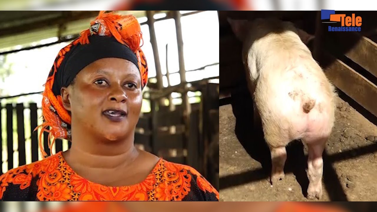 Umworozi w’ingurube asigaye asomera co kimwe n’umworozi w’inka - YouTube