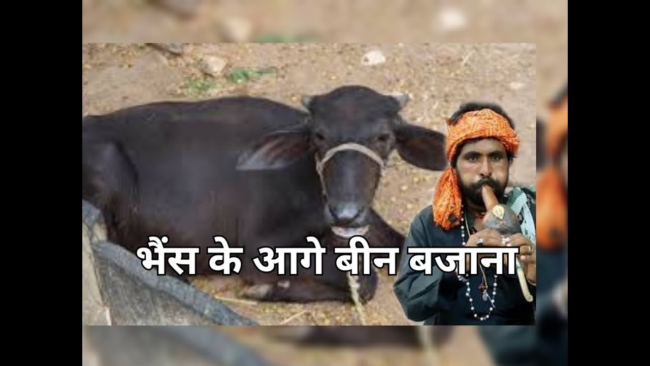 Bhens ke aage bin bajana भैंस के आगे बीन बजाना अर्थ kahani arth kahawat ...