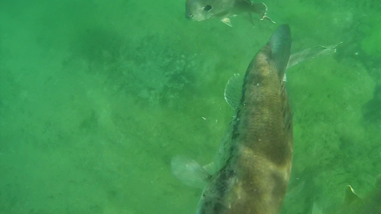 FISH ATTACK - YouTube