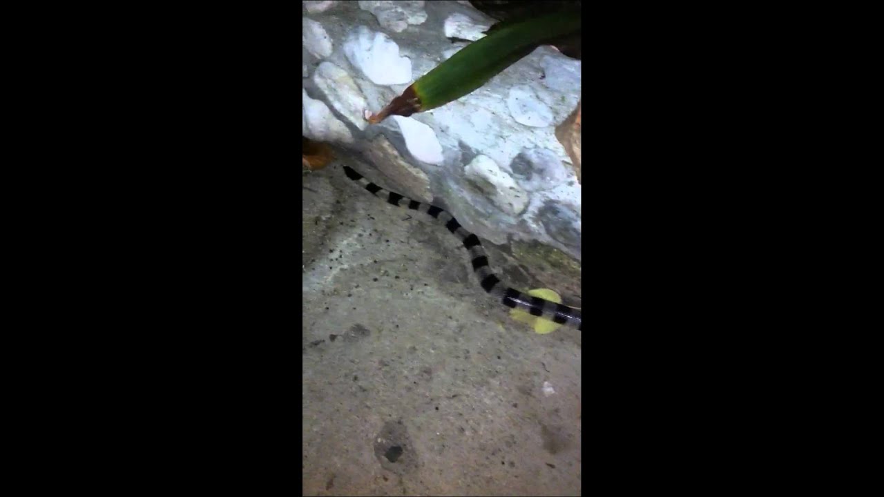 Fijian Sea Snake - YouTube