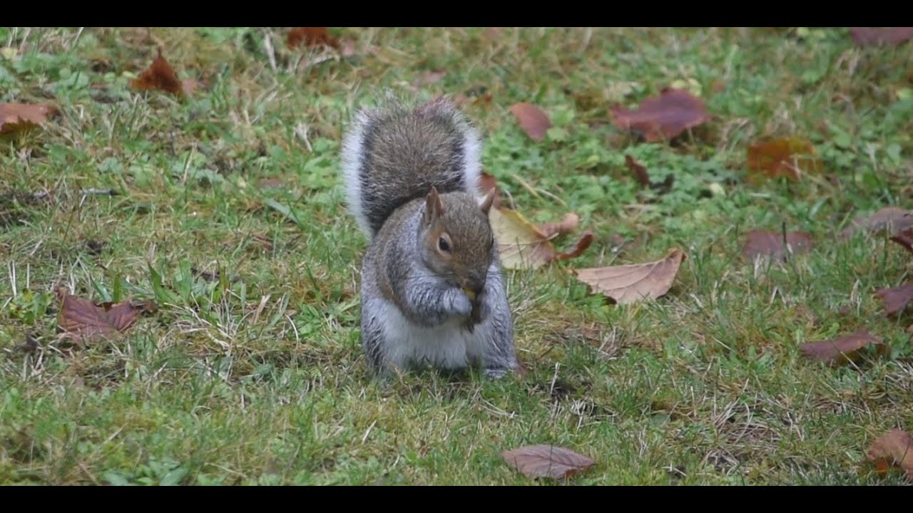 Squirrel succeeds at digging up a snack after previous squirrel's ...