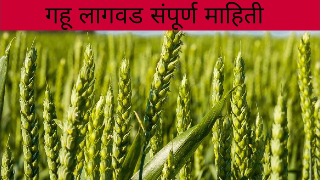 गहू लागवड कशी करावी ||गहू लागवड संपूर्ण माहिती मराठी | गहू लागवड | gahu ...