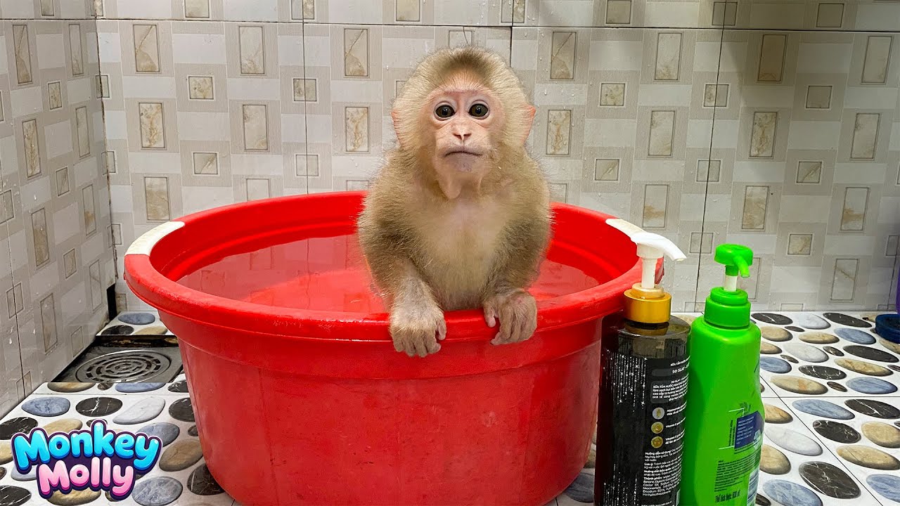 Unbelievable! Smart Monkey Molly Finds a Clever Way to Stop Her Itchy ...