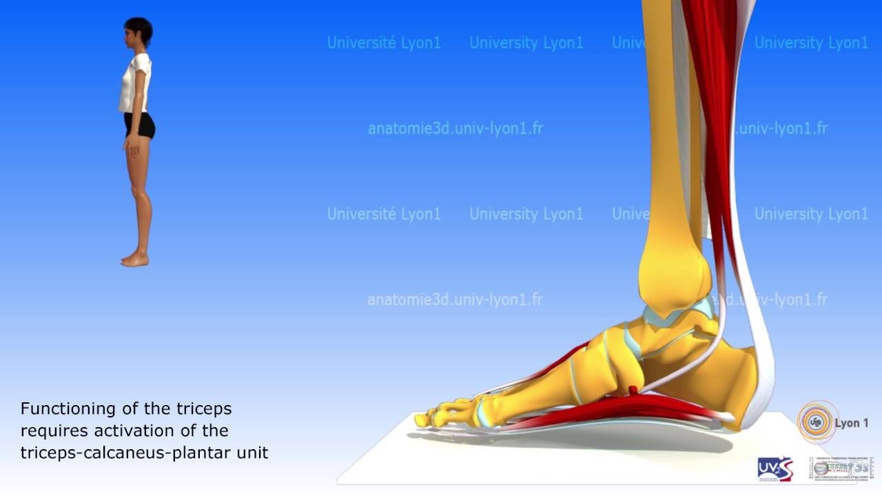 The triceps surae - YouTube