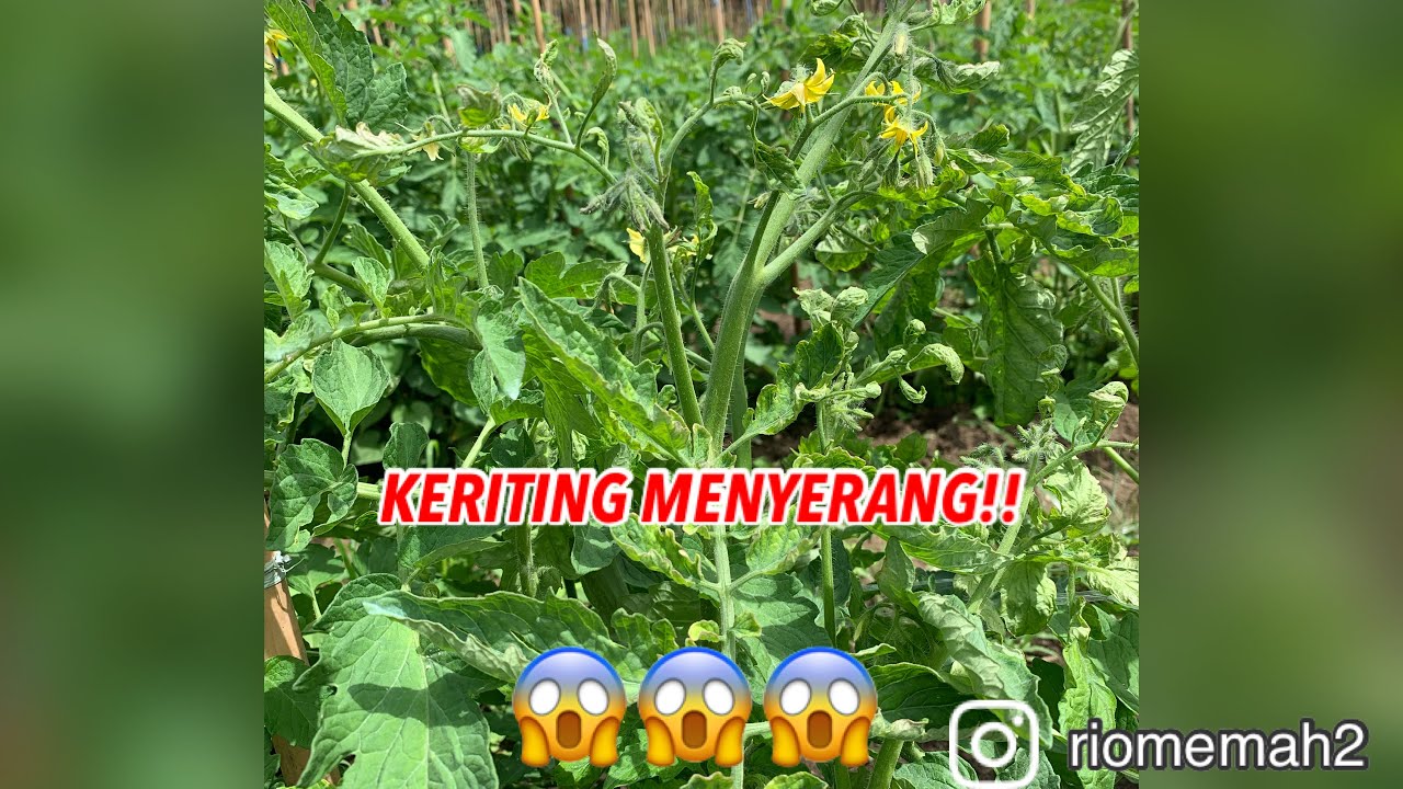 KERITING DAUN PADA TOMAT BETAFILA f1 - YouTube