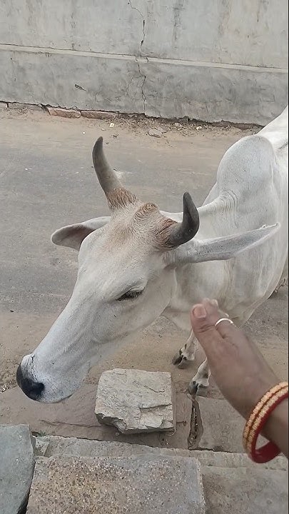 Cow videos 🐄🐮🐄 Hamba Hamba sounds 🍎🐄D Om nom nom #cow #cows #animal #cowlover - YouTube