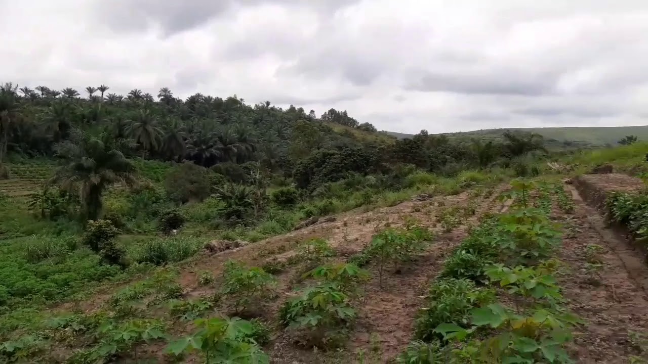 Beau paysage maraicher à Kinshasa (Rdc) - YouTube