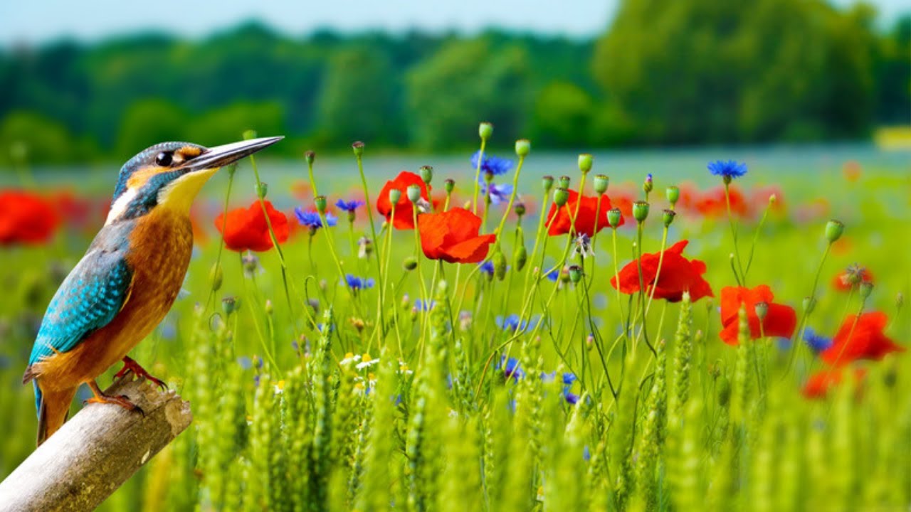 Relaxing Music, Peaceful Soothing Piano Music with Beautiful Birds ...