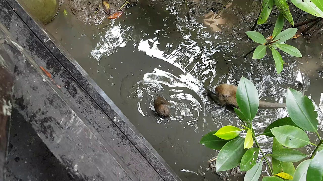Monkey taking a dip - YouTube