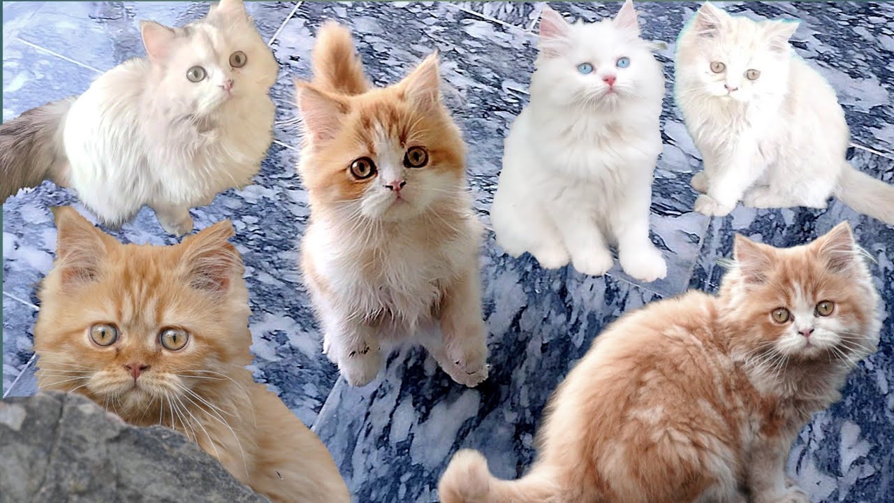 ADORABLE Cute Baby Kittens and cats Meowing playing outdoor # ...