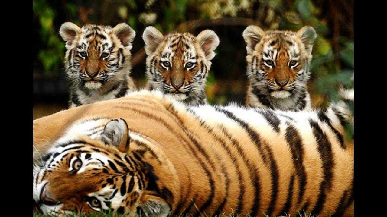 top 7 animales preferidos - YouTube