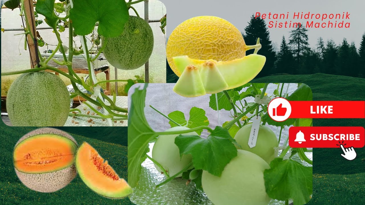 51 Hari Melon Sistim Machida - YouTube