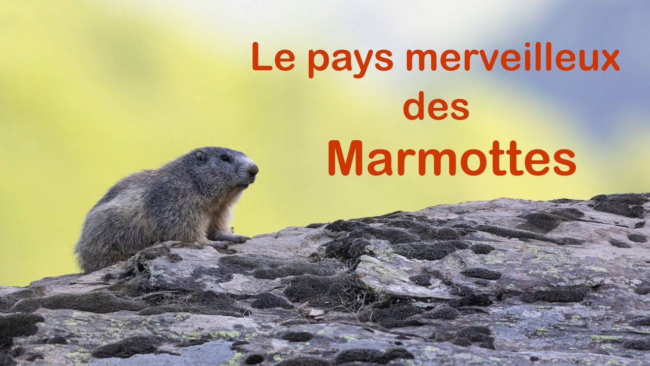 Les Marmottes des Pyrénées à la Réserve Nationale d'Orlu - YouTube