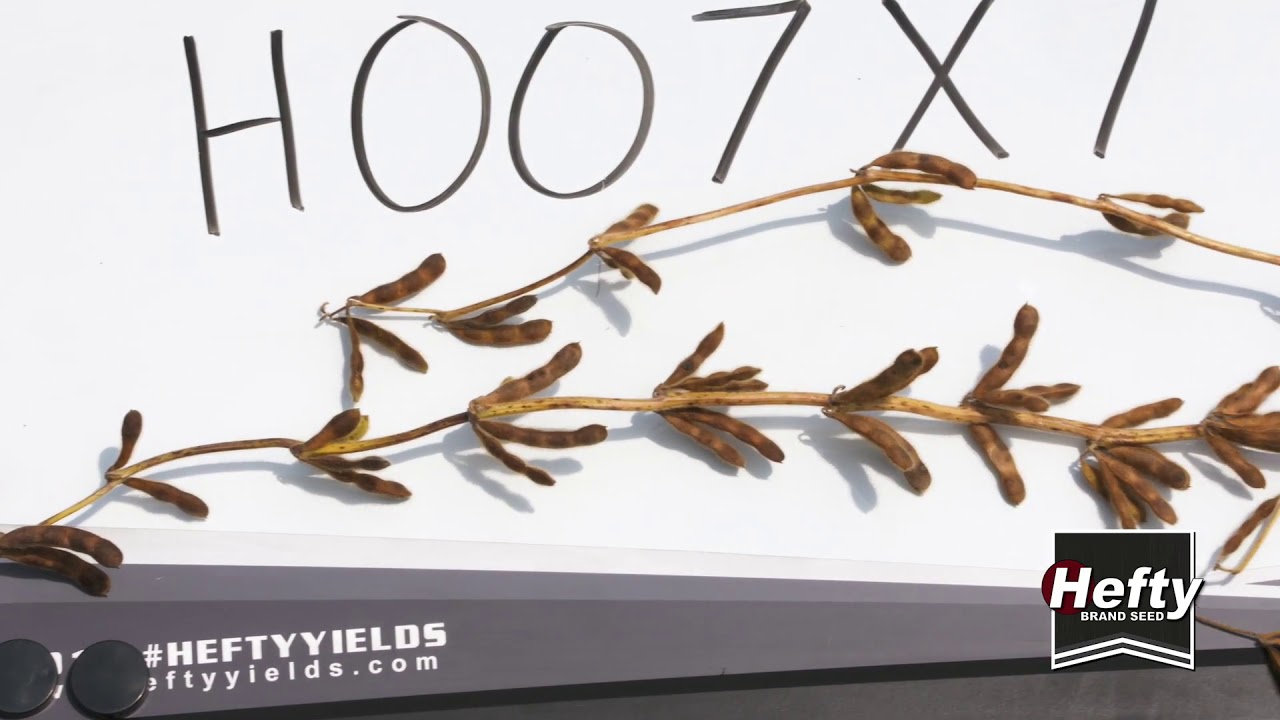 Hefty Brand Soybeans - H007X7 at Pre-Harvest - YouTube