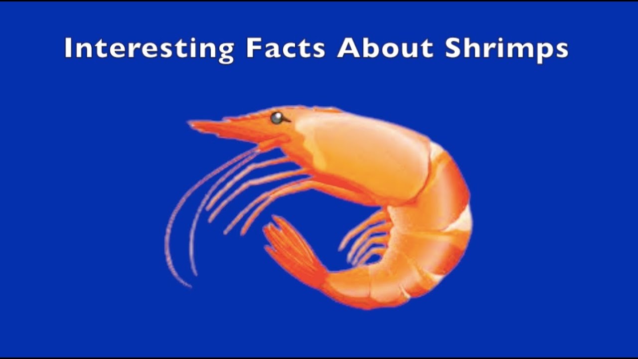 10 Interesting Facts About Shrimp YouTube 10 Interesting Facts About Shrimp YouTube