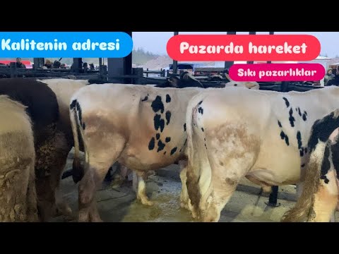 TRAKYA NIN EN BÜYÜK HAYVAN PAZARI EDİRNE HAVSA HAYVAN PAZARI 