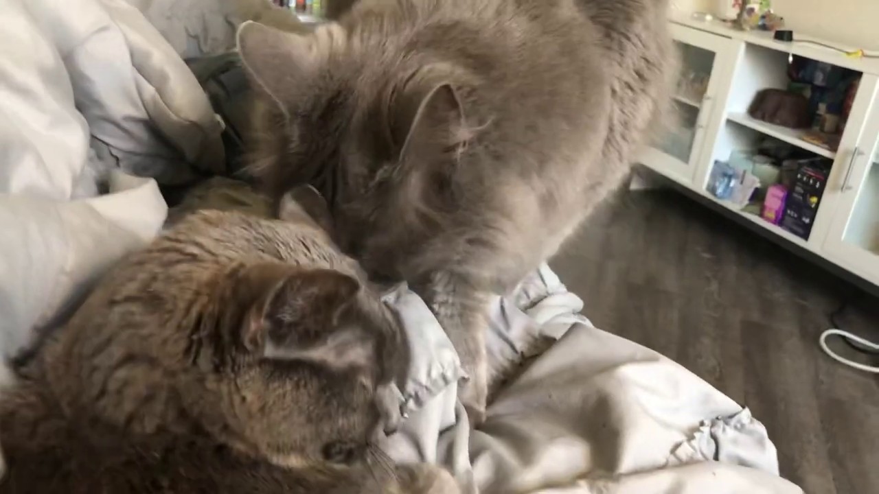 Kitty kisses - YouTube