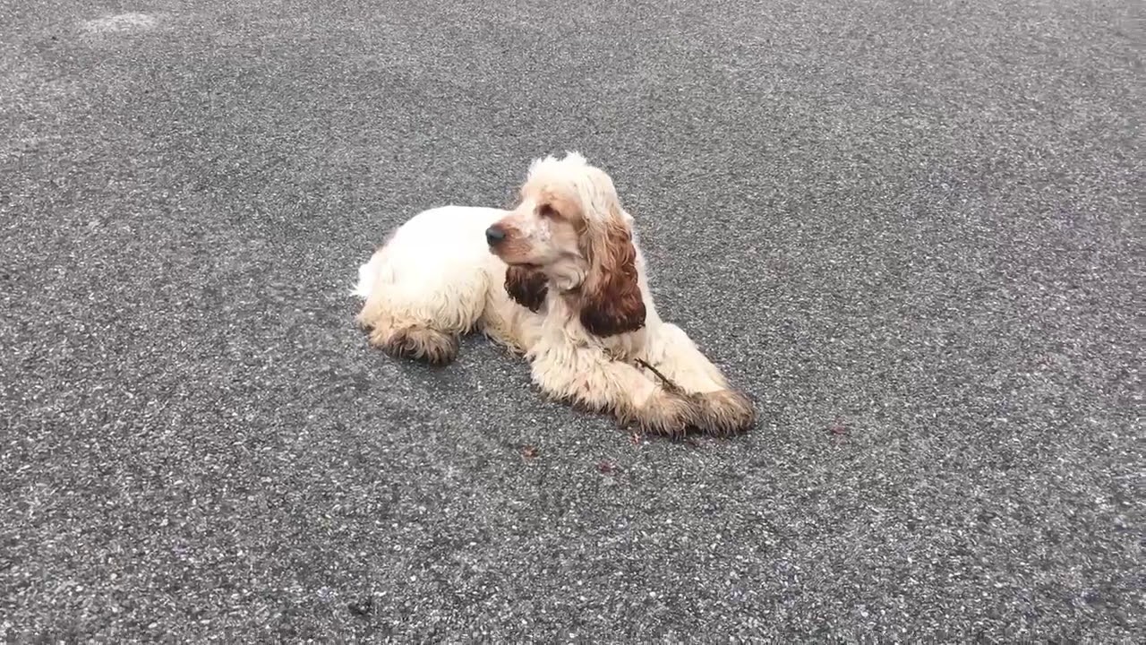 🐶 MURRAY COCKER SPANIEL: Little things I love - YouTube