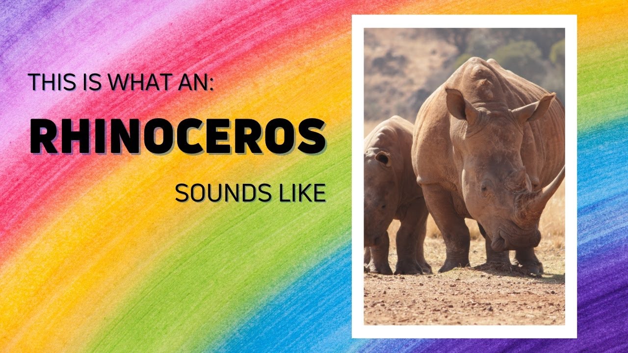 Rhinoceros - sounds, voices & names of animals - ENGLISH 🦏 - YouTube
