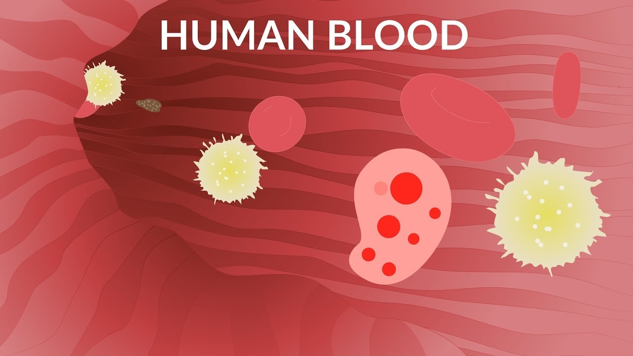 Components of human blood | RBC,Plasma,WBC & Platelets | - YouTube