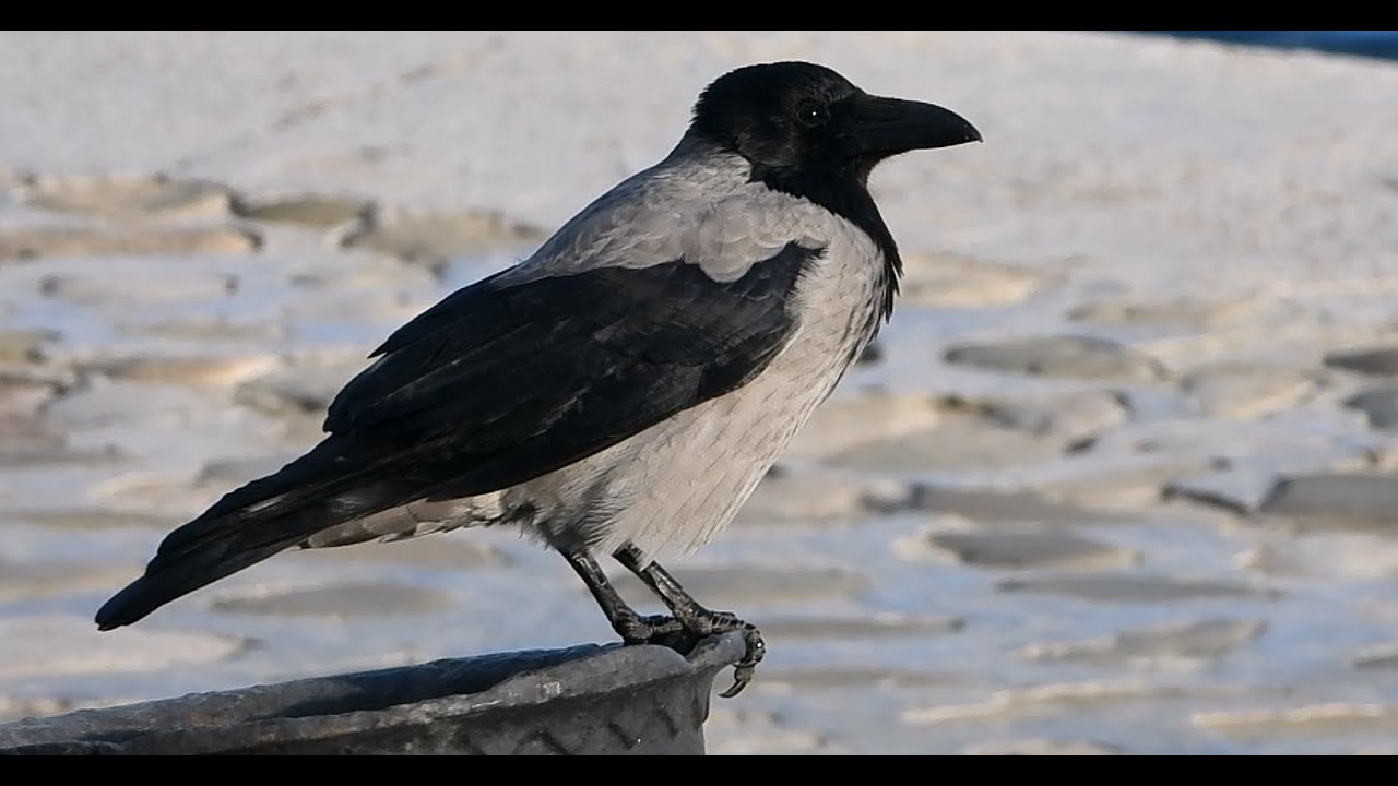Hooded Crows | Scald Crow | Hoodie | Bird | Bird Watching | Wildlife ...