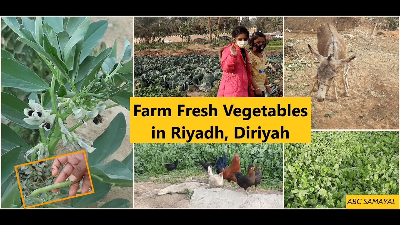 Farm Visit, Vegetable Farm in Riyadh, Diriyah, places to visit in ...