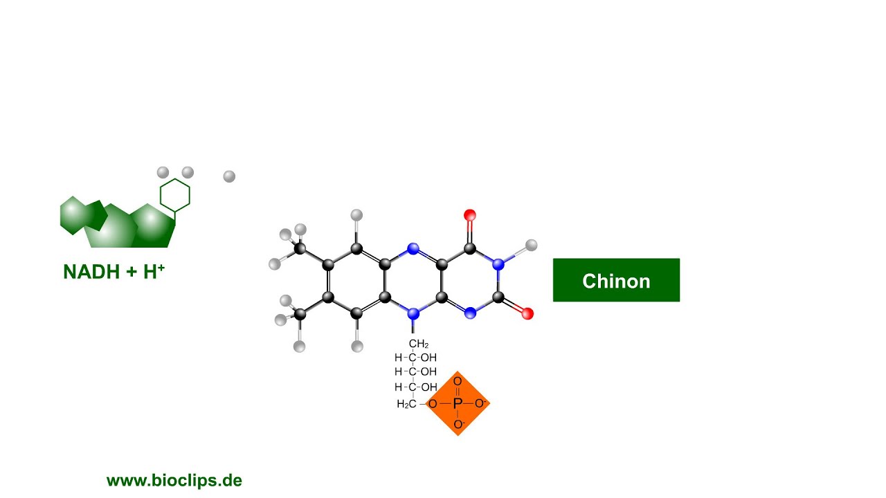 Enzym Flavinmononucleotid (FMN) - YouTube