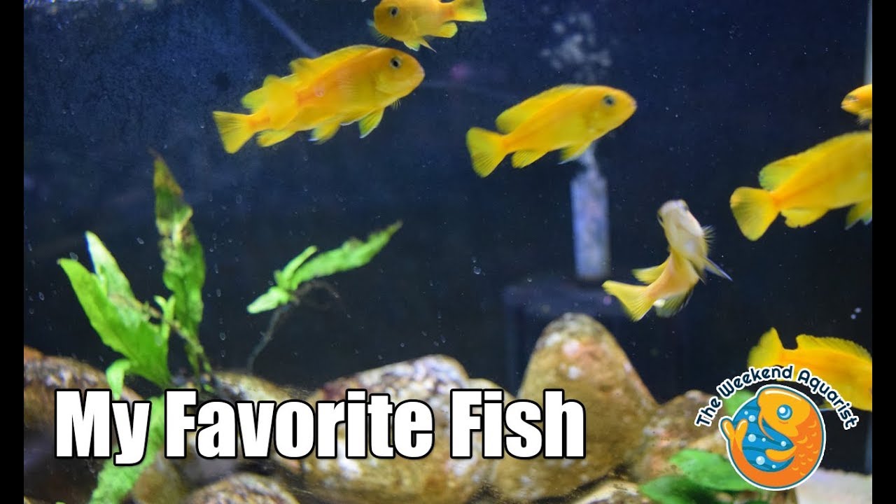 My Favorite Fish - YouTube