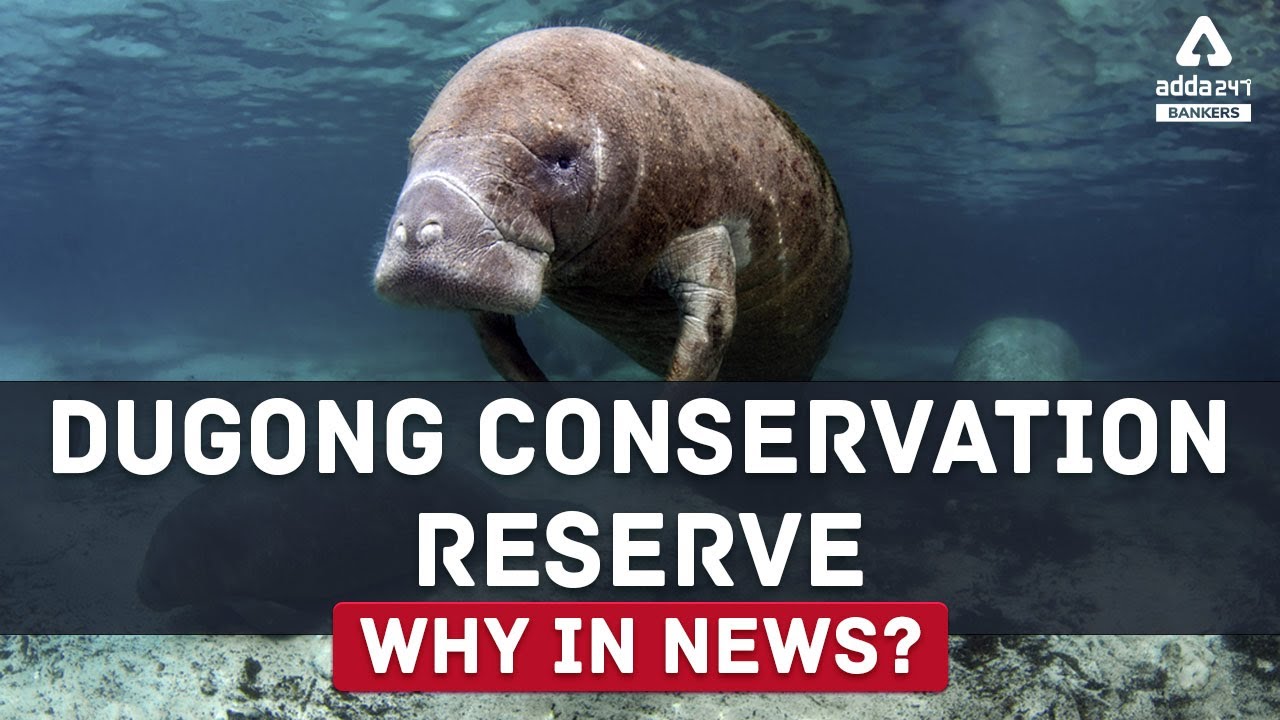 Dugong Sea Cow in India | Dugong Conservation Reserve | Why in News ...