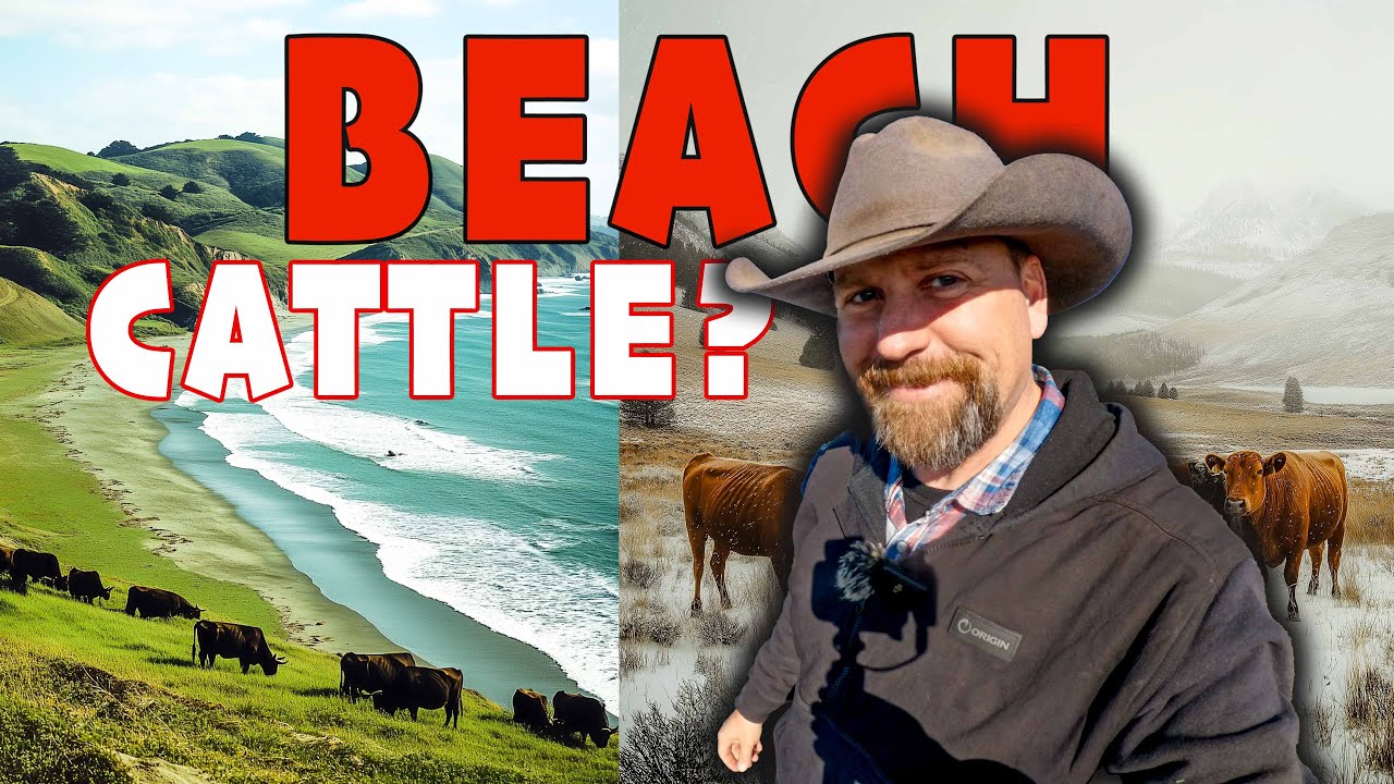 Behind The Scenes of a Working Cattle Ranch by the Ocean! - YouTube