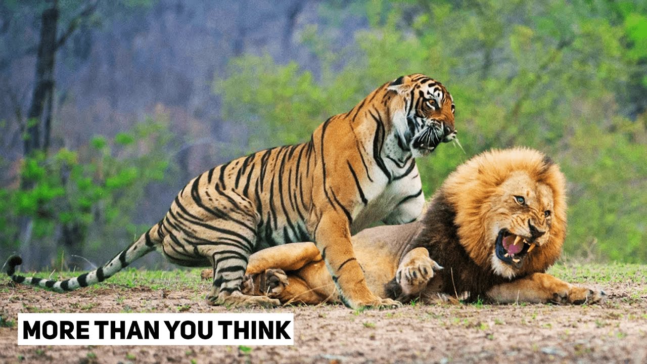 Big Battle Lion Vs Tiger - Who Will Win In A Fight - YouTube