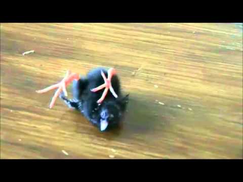 Break dancing bird - YouTube